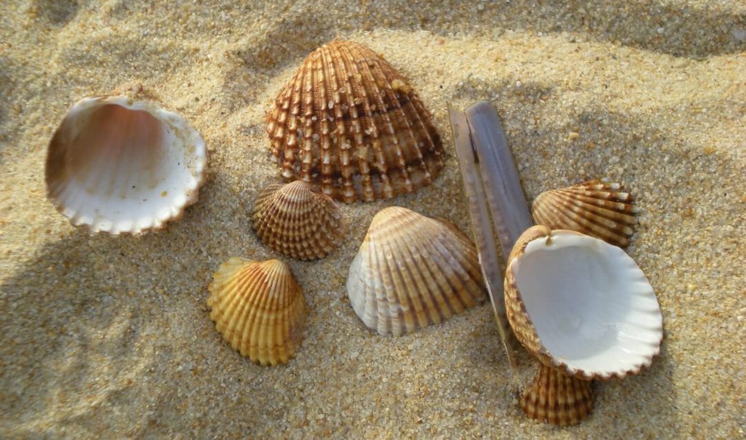 ॐ Yoga Urlaub an der traumhaften Algarve ॐ YogaNature